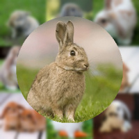 2048 Konijn - European Rabbit