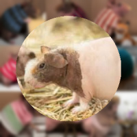 2048 Skinny Pigs