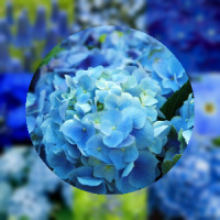 2048 Blue Flowers