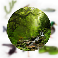 2048 Amazon Food Chain