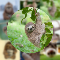 2048 Cute Sloths