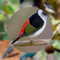 2048 Perching Birds