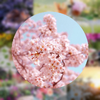 2048 Spring 🌹🌷🪻