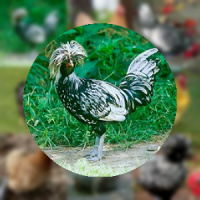 2048 Puffy Chicken