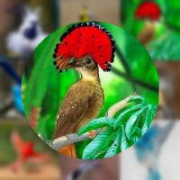 2048 Amazing Birds