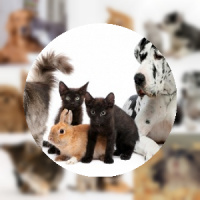 2048 Amazing Pets