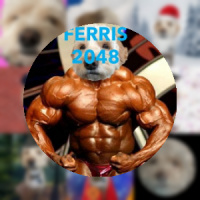 2048 Dog